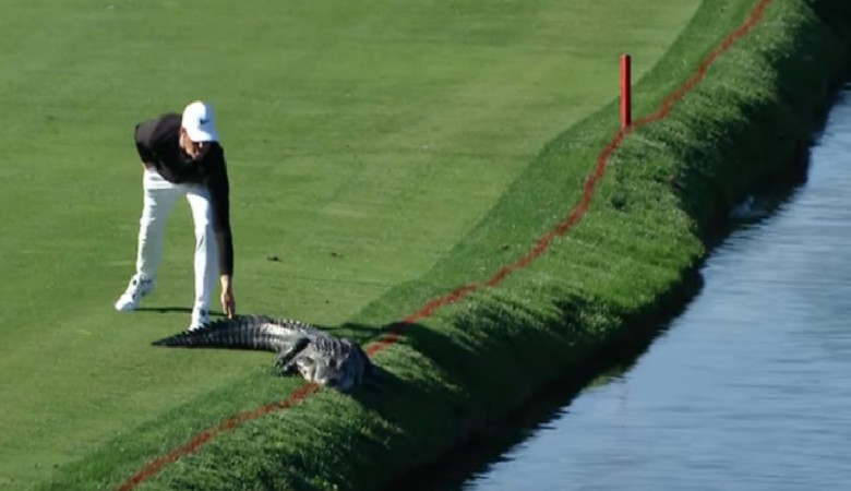 WATCH: Cody Gribble spanks an alligator at golf course during the ...