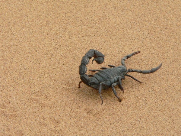 Robots aid cancer research by extracting scorpion venom - IBTimes India