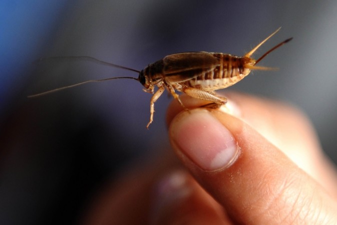 You can tell exactly how hot it is outside by listening to crickets ...