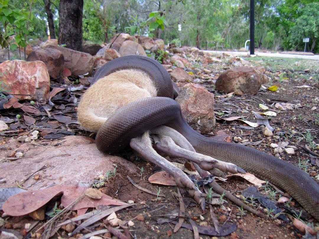 Python Swallows Entire Wallaby as Australian Ranger Captures it on ...
