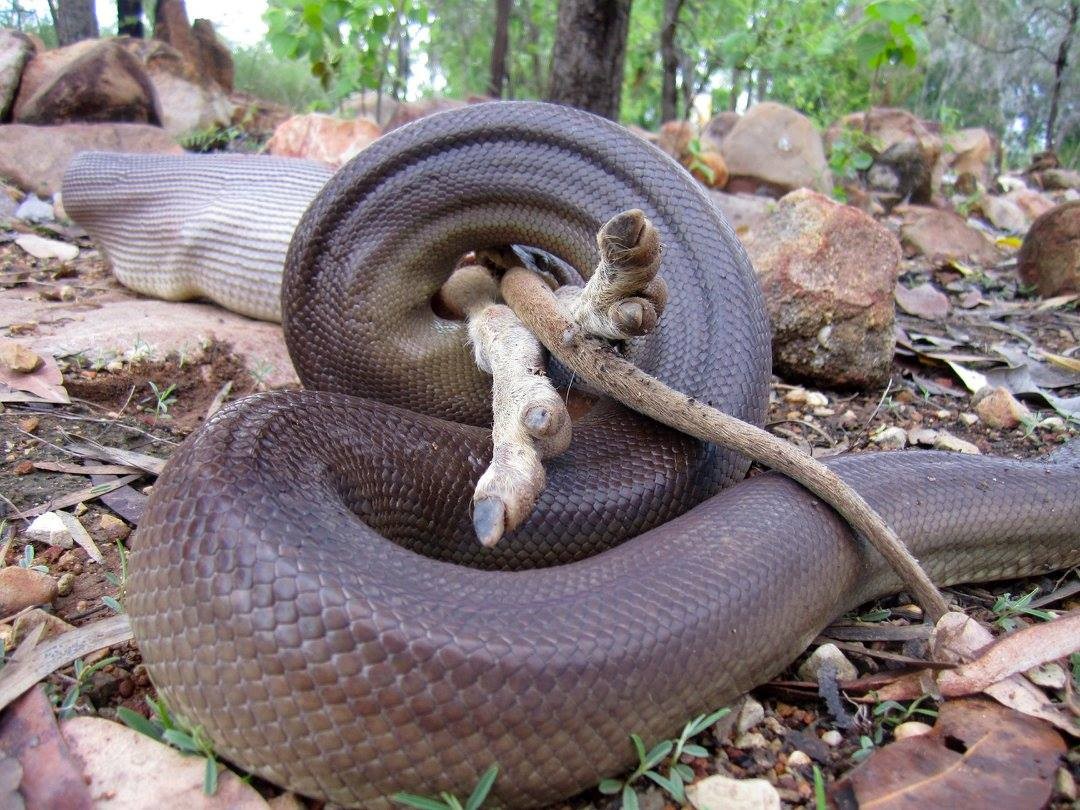 Python Swallows Entire Wallaby as Australian Ranger Captures it on ...