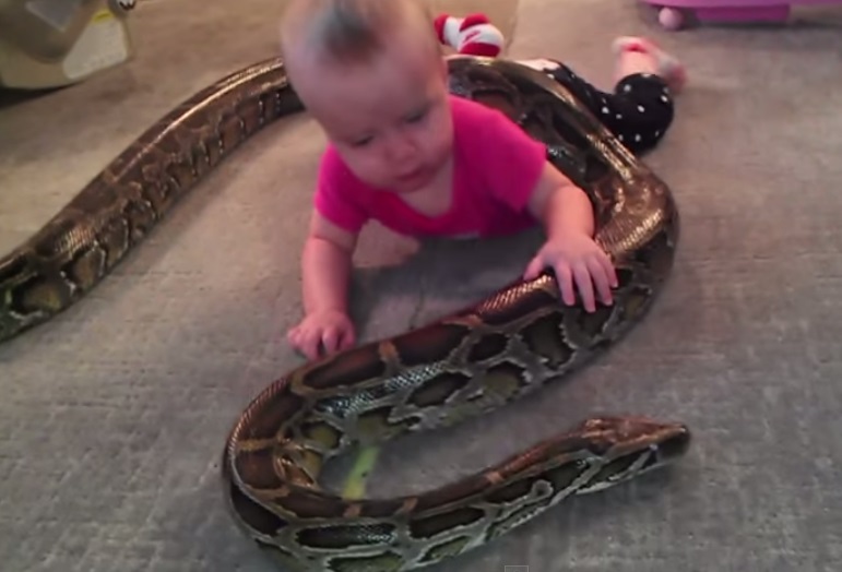 What does it say about me when I think black mambas are cuter than ...