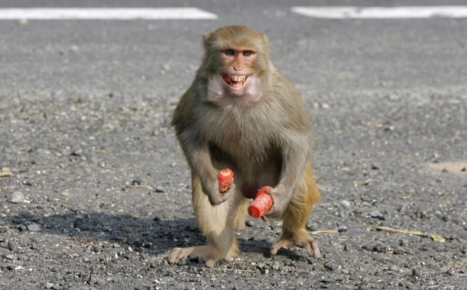 Monkeys wreak havoc in Himachal, authorities take harsh measures ...