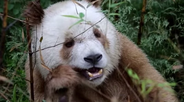 China's Rare Brown Panda Turns 5, Goes Viral on Social Media
