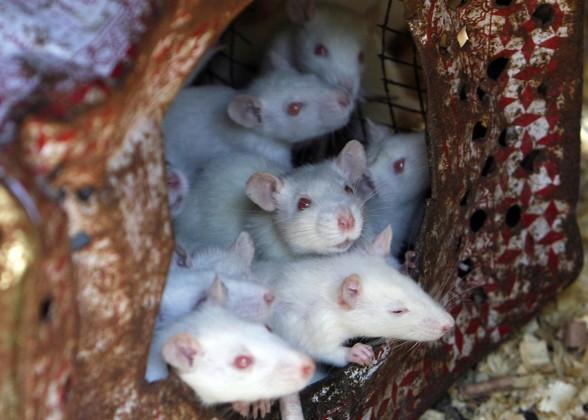 These mice grow bigger on the rainier sides of mountains, here's why ...