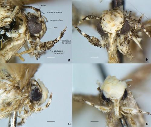 Neopalpa Donaldtrumpi: New moth species named after Donald Trump for ...
