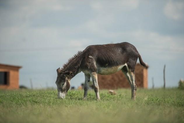 Fifteen teenagers contract rabies after raping donkey in Morocco ...