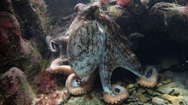Aggressive octopuses were given Ecstasy and they started behaving very ...