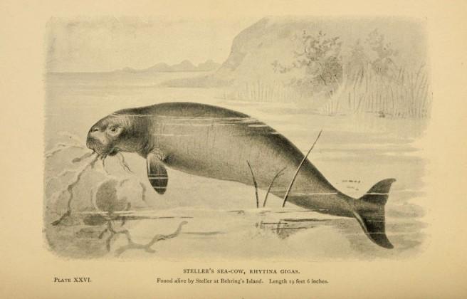 Massive skeleton of an extinct sea cow discovered on a Russian beach ...