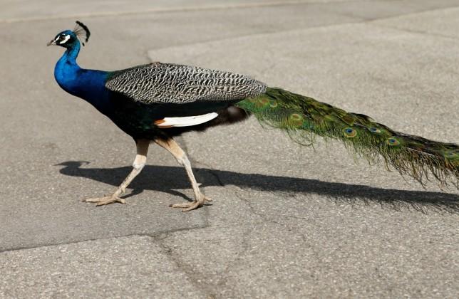 Selfie hunters kill peacock in West Bengal, forest dept launches probe ...