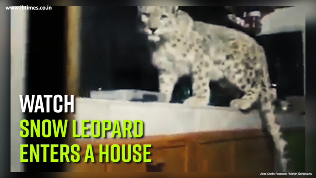 After second attack in 10 days, hunt on for killer leopard in Karnataka ...