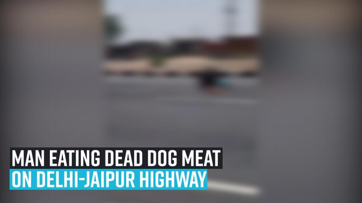 Hungry migrant worker eats dead dog on Delhi-Jaipur highway; video goes ...
