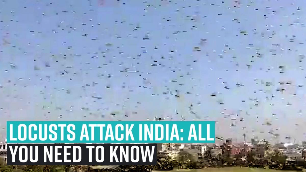 Locust attack in India: Can locusts harm humans? Here's what you need ...