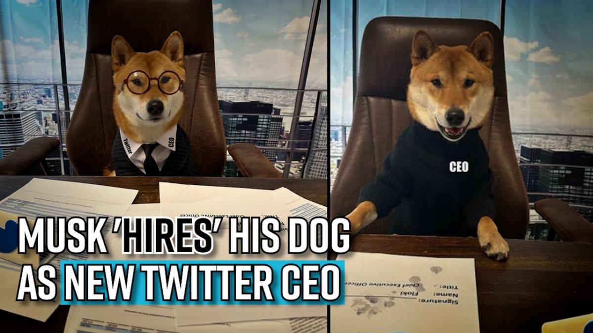 Musk 'hires' his dog as new Twitter CEO - IBTimes India