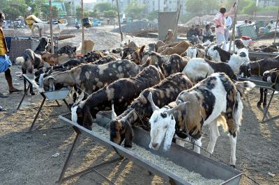 Bakrid special: Two goats sold for Rs 51 lakhs in Lucknow; here's why ...