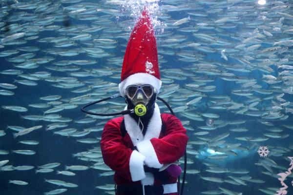 Christmas begins early in South Korea as Santa goes swimming with ...