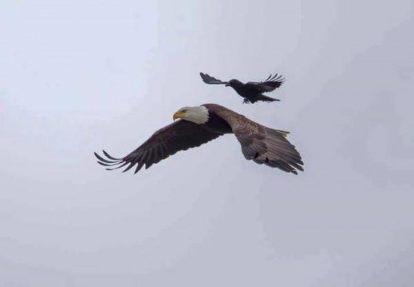 Crow Rides on the Back of a Bald Eagle - Photos,Images,Gallery - 20412
