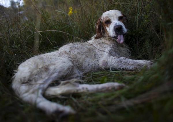 First day of the Italy hunting season - Photos,Images,Gallery - 30949