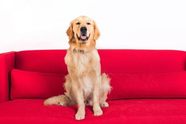 From Paul Anka to Lady Dynamite Pugs Meet the famous dogs of Netflix ...