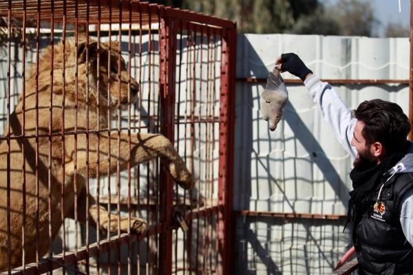 Mosul's lion and bear saved - Photos,Images,Gallery - 64293