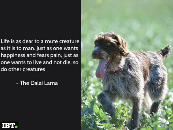 World Animal Day 2017: Best Quotes, SMS, WhatsApp Messages, Status ...