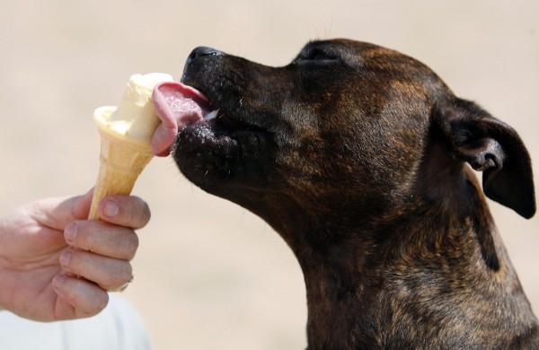 Animals beating the heat like a boss [Amazing Pics] - Photos,Images ...