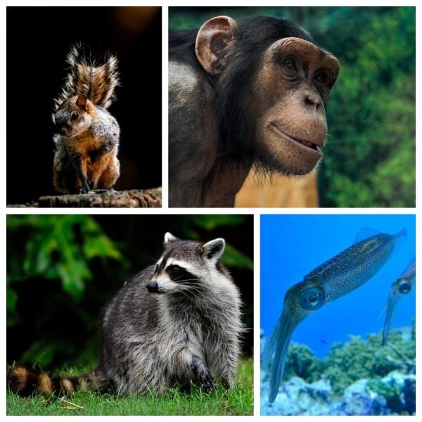 25 Smartest Animals In The World [PHOTOS] - Photos,Images,Gallery - 95372